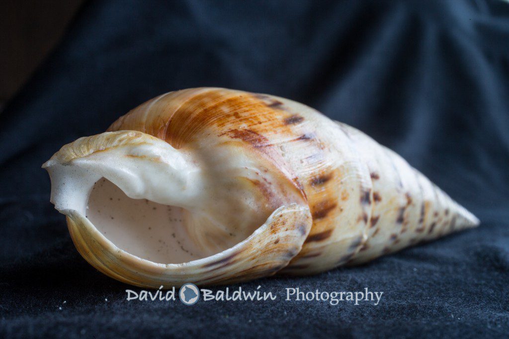 Hawaiian seashells - Kona family and portrait photographer Big Island ...