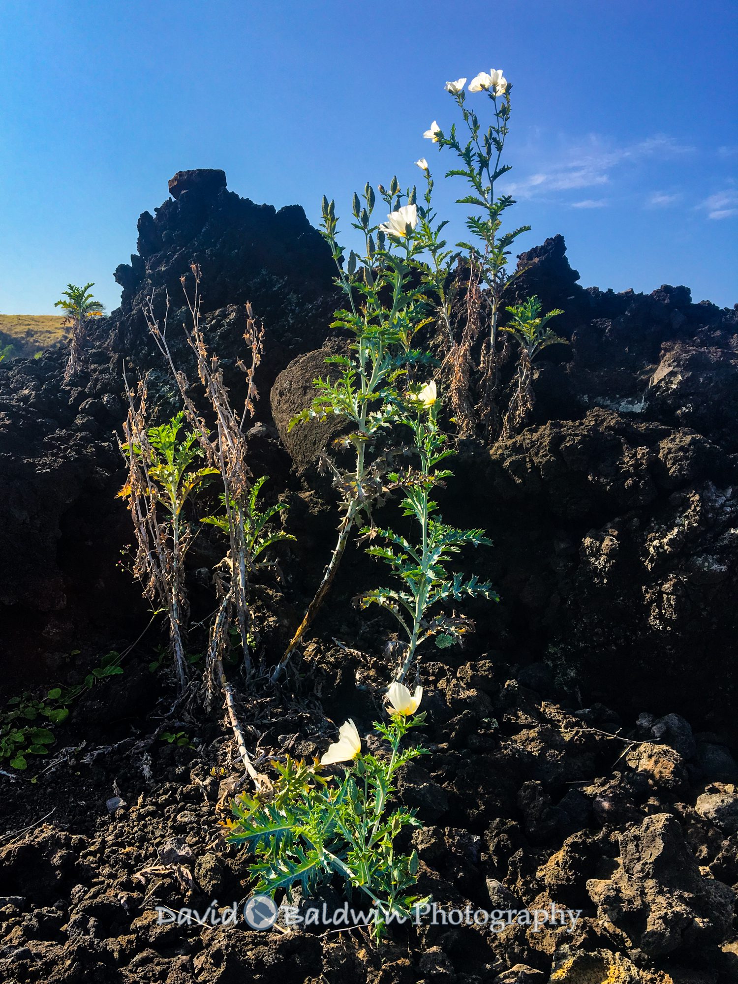 Hawaiian Poppy - Kona family and portrait photographer Big Island Hawaii