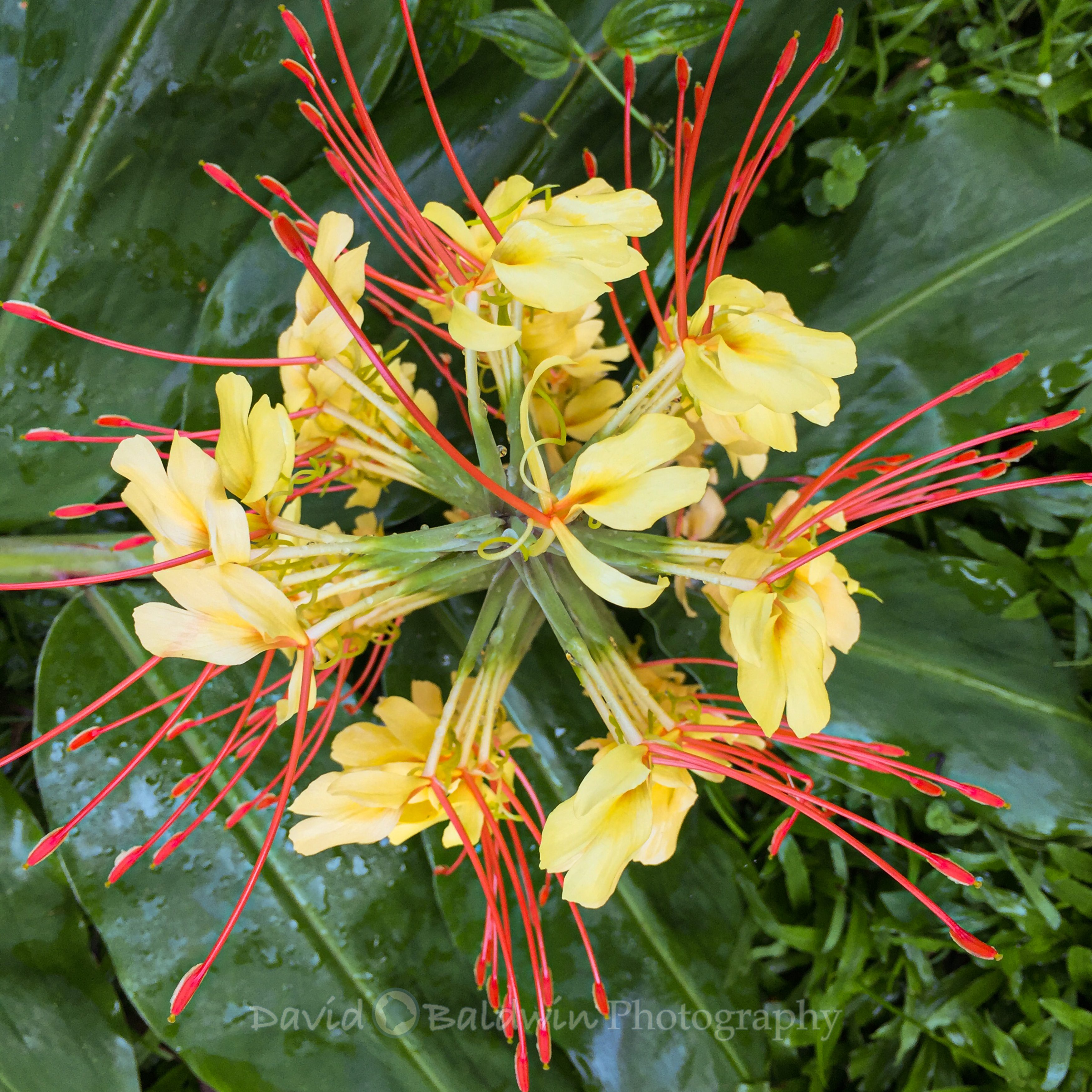 Professional photographer Kona Big Island of Hawaii
